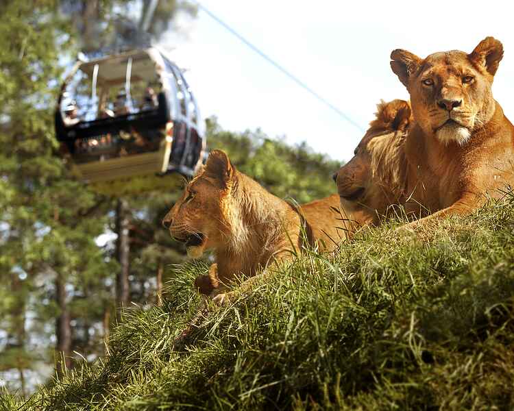 Kolmårdens djurpark